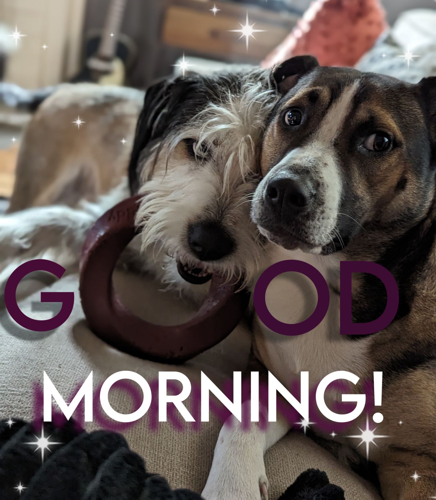 Nothing Beats A Furry Good Morning!